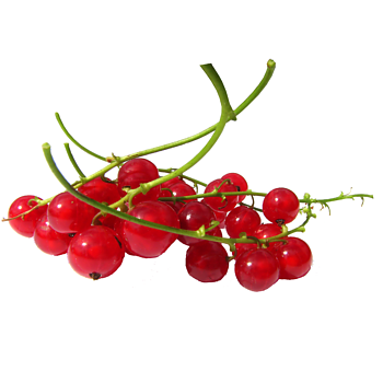 Goudreinet & Fruitcompany